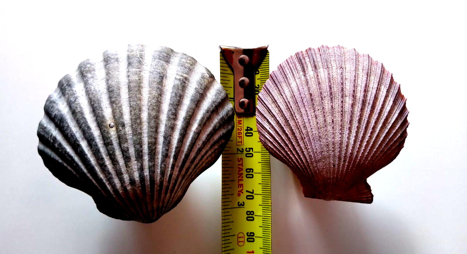 Pecten fumatus Mimachlamys asperrima southern tasmania scallop | eBay ...