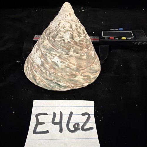 Large Green Trocha Shell 87.7mm By 81.6mm No Collection Data (E462) | eBay