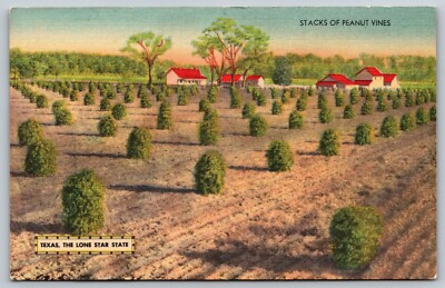 TEXAS TX Lone Star State Stacks Peanut Vines farm goober Postcard A48 ...