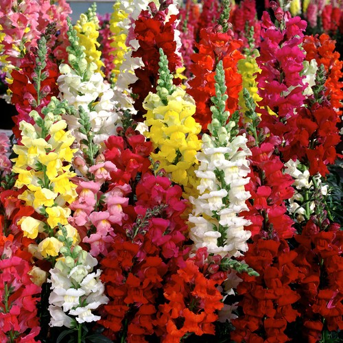 50 ANTIRRHINUM Magic Carpet Mixed SEEDS DWARF SNAPDRAGON Snap Dragon ...