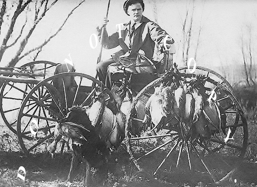 ANTIQUE REPRO 8X10 DUCK HUNTING PHOTOGRAPH EARLY IMAGE DEAD DUCKS | eBay