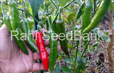 Hawaiian Sweet Red Chilli - A High-Yielding Sweet to Medium Hot Chilli ...