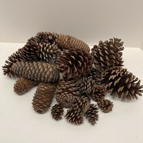 Mixed LOT of 25 Norway Spruce AND Pine Cones 1" to 6” Christmas Deco or ...