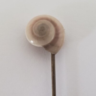 Sea Snail Fossil Shell Hat Lapel Stick Pin Brooch White Brown Swirl | eBay