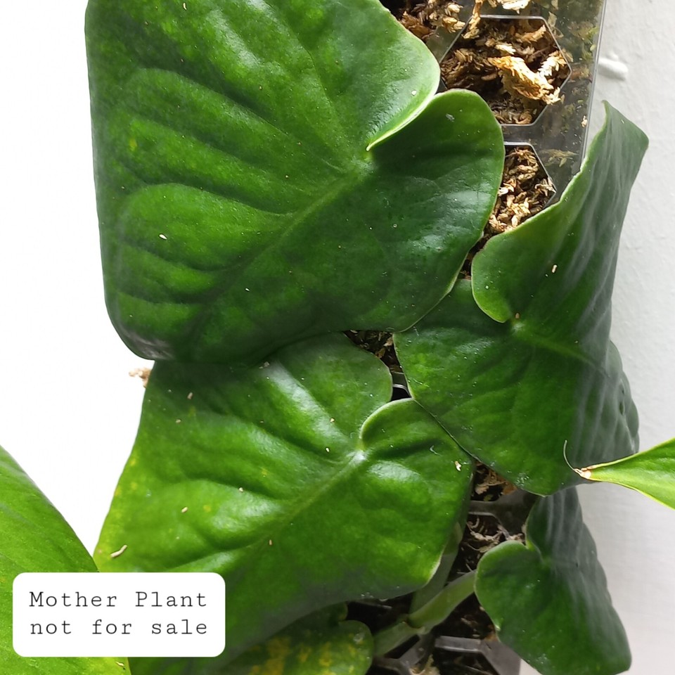 VERY RARE, Monstera Punctulata, Established Young Plant, Rooted ...