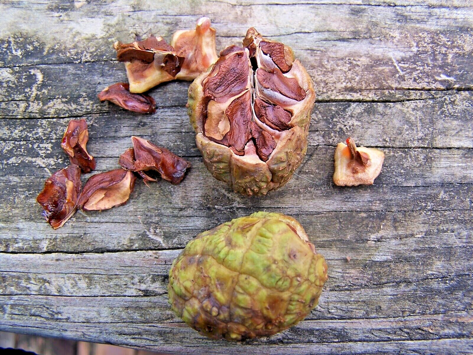 20 Bald Cypress, Taxodium distichum, Tree Seeds (2023 Harvest) – Tacos ...