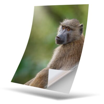 1 x Vinyl Sticker A4 - Wild Olive Baboon Monkey Ape #21132 | eBay UK