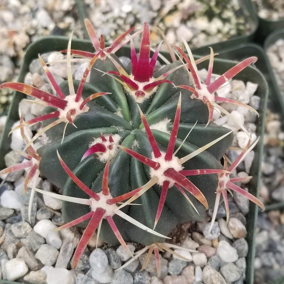 Devil's Tongue 'Ferocactus latispinus' cactus Cacti Succulent real live ...