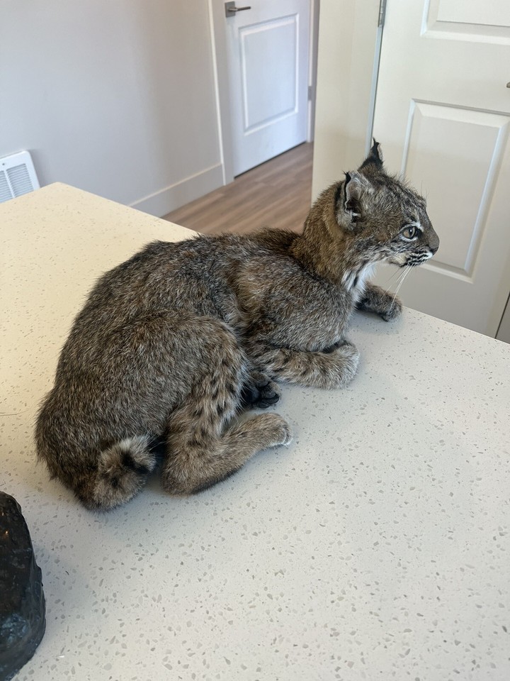 beautiful Juvenile real bobcat taxidermy mount museum quality | eBay