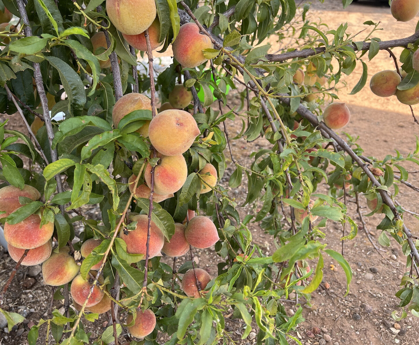 FRESH 2022 🍑 WILD California Sweet Yellow Cling Peach Tree FRUIT Seeds ...