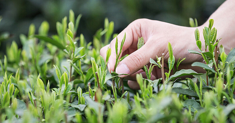 Chinese West Lake Xihu Longjing Tea Long Jing Spring Dragon Well Green ...