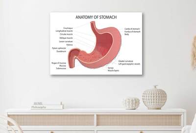 Anatomy of Human Stomach Plastic Poster Ready to Hang | eBay Australia