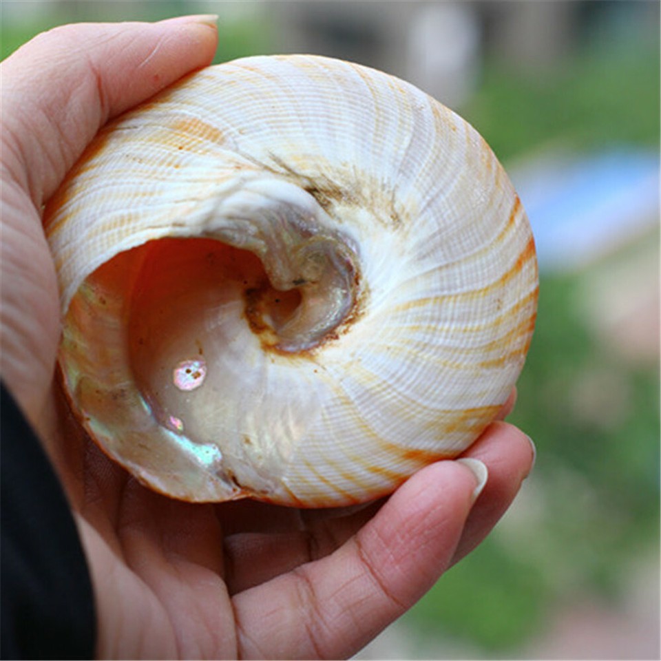 5-10 cm Natural Emperor's Slit Shell Cone Shaped Spiral Shells Craft ...