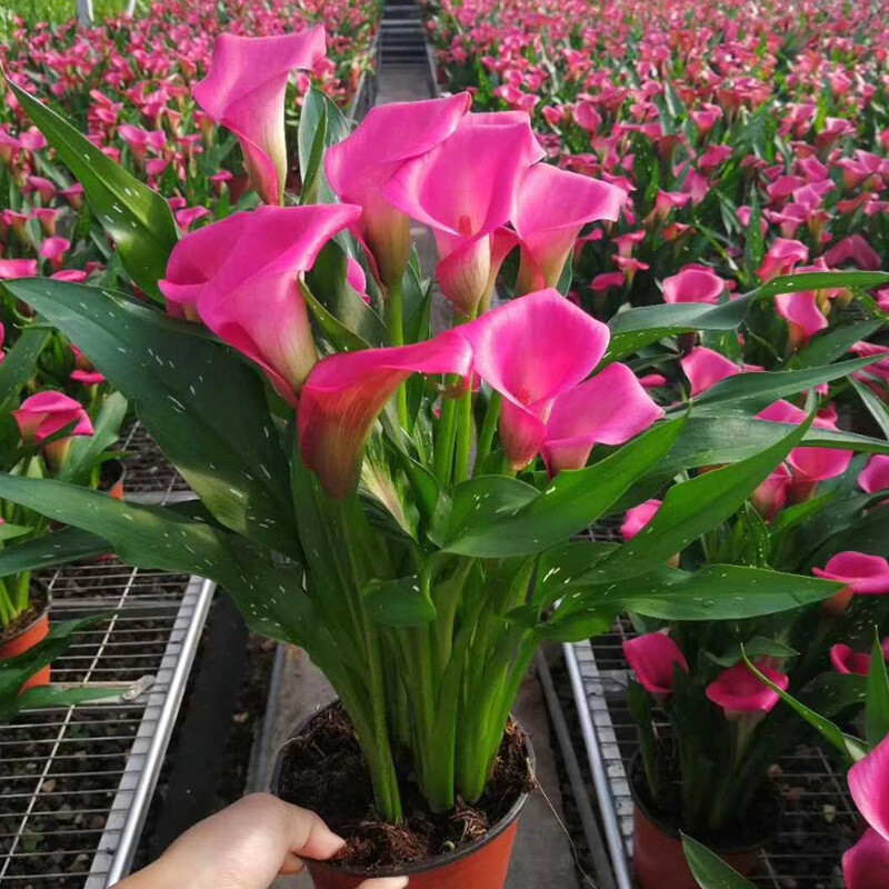 100 Mix Seeds Rare Calla Lily Seeds Flower Seeds Perennial Flowers | eBay