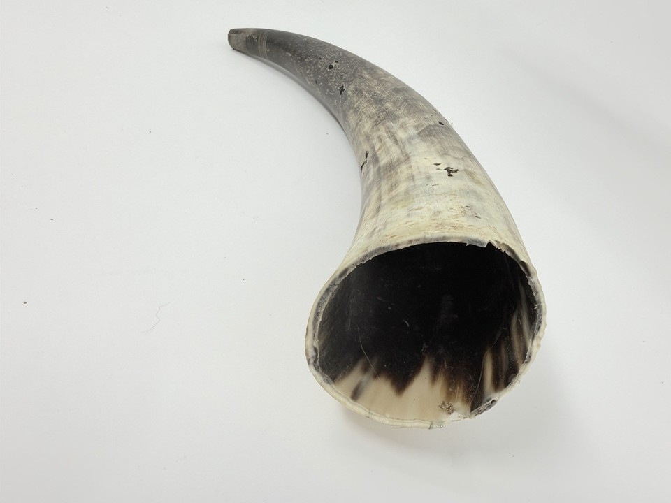 ONE MEDIUM UNPOLISHED COW HORN , REAL HORN , ONE OF A KIND , NATURAL ...