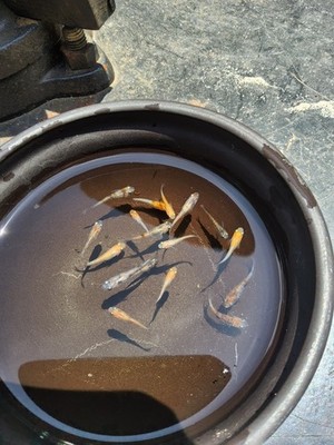 5 Tri Color Lame Medaka Japanese Rice Fish | eBay