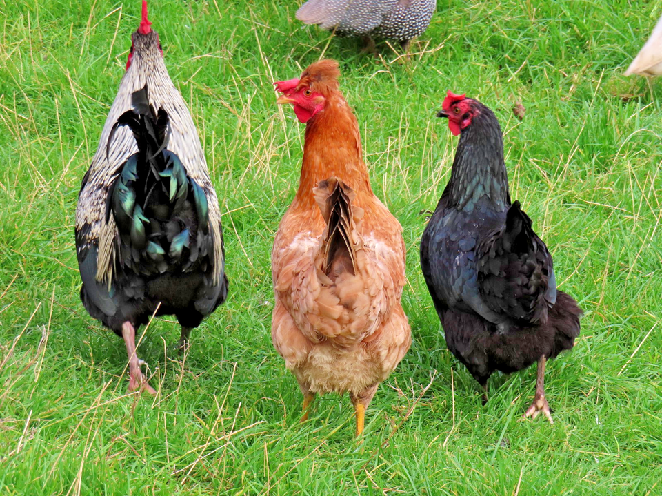 12 Farmyard Hen Chicken Bantam Eggs for Chicks Olive Brown Pink | eBay UK