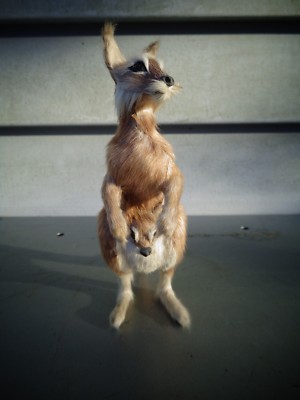 VINTAGE KANGAROO JOEY AUTHENTIC TANNED FUR FIGURE TAXIDERMY QUALITY | eBay