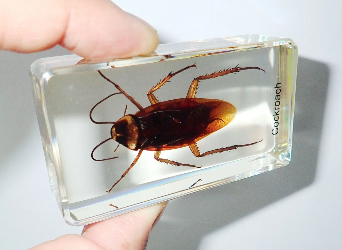 American Cockroach Pictures