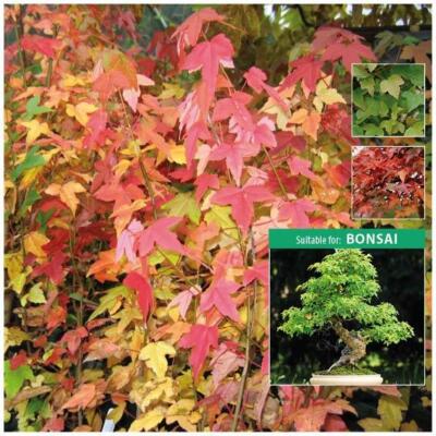 ACER TRIFIDUM Trident Maple x20 Seeds. Stunning feature tree. Fine for ...