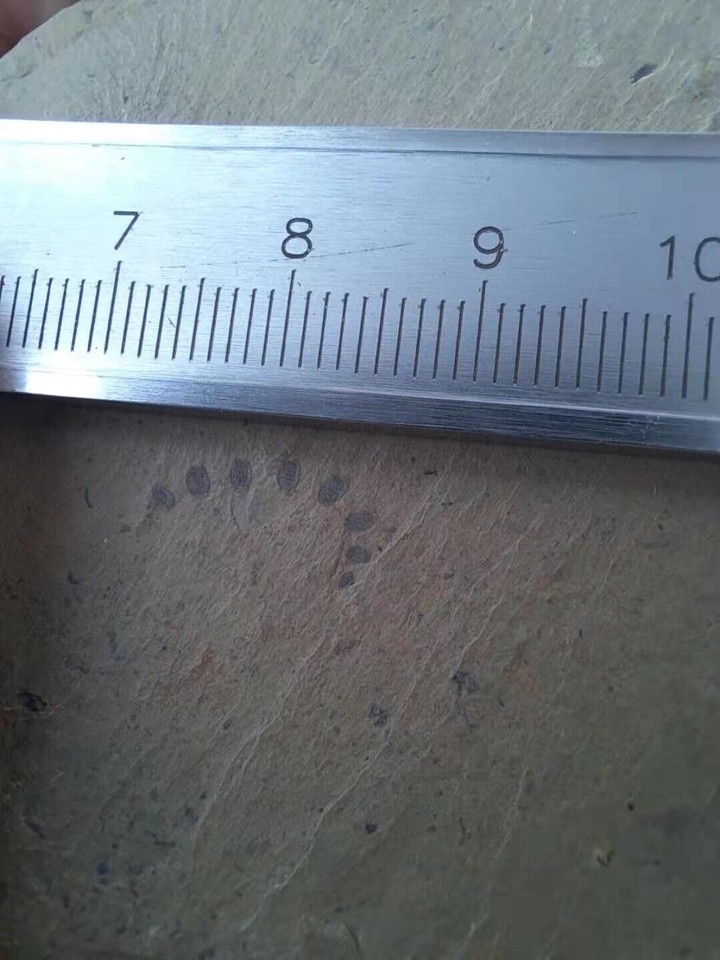 Very rare fossils of Microdictyon | eBay