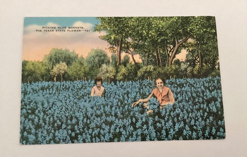 Picking Bluebonnets Texas State Flower Postcard PC4 | eBay