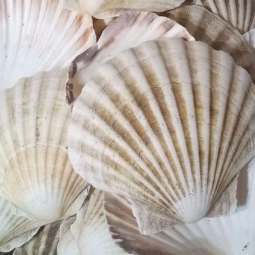 Shells Seashells, Beach Shells, Individual Sea Shells - Choice of Over ...