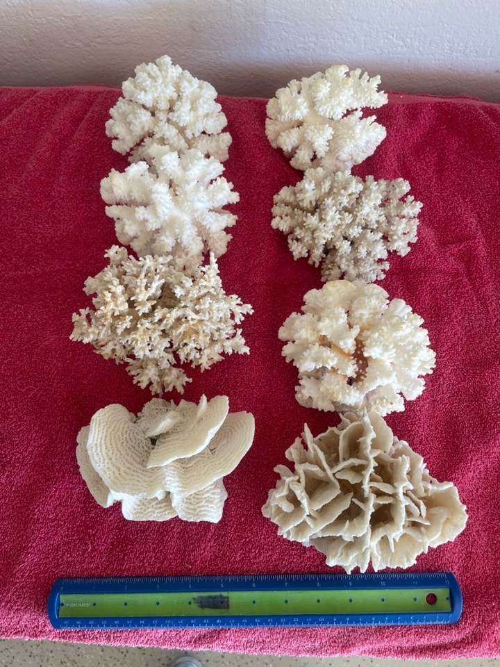 Dry Coral - Natural White Coral for Aquarium medium size | eBay