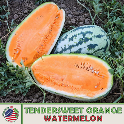 10 Tendersweet Orange Watermelon Seeds, Heirloom, Non-GMO, Genuine USA ...