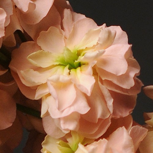 Column Stock Apricot Seeds - 25 Seeds Per Packet, Non-GMO | eBay