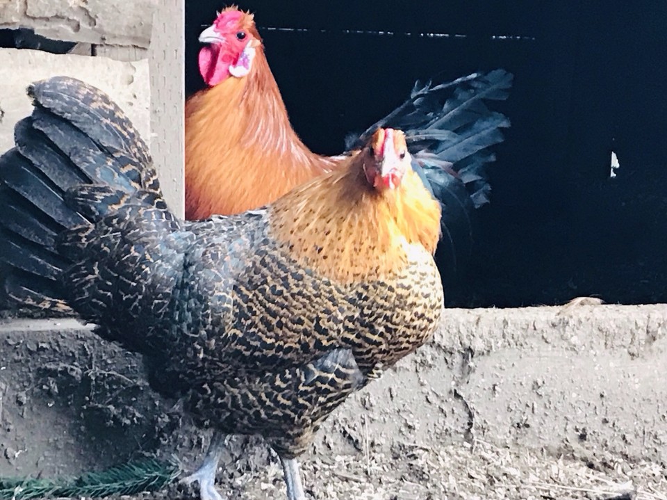 RARE PUREBRED Golden Deathlayer Chicken Hatching Eggs (10+) | eBay