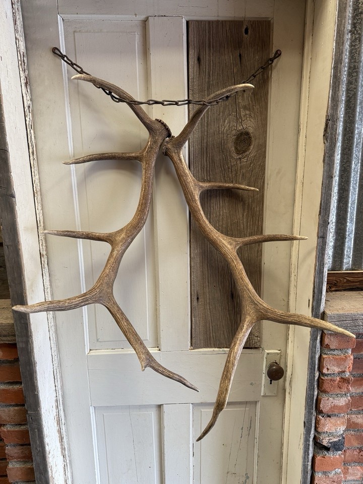Small Set Of 5x 5 Elk Sheds ~ Elk Antlers | eBay