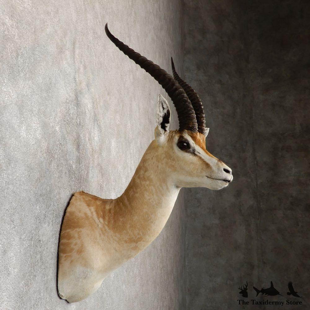 African Gazelle Head