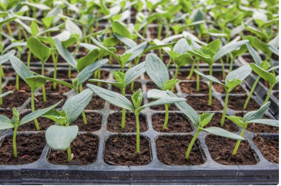3x Telegraph Improved cucumber Plug Plants. | eBay UK