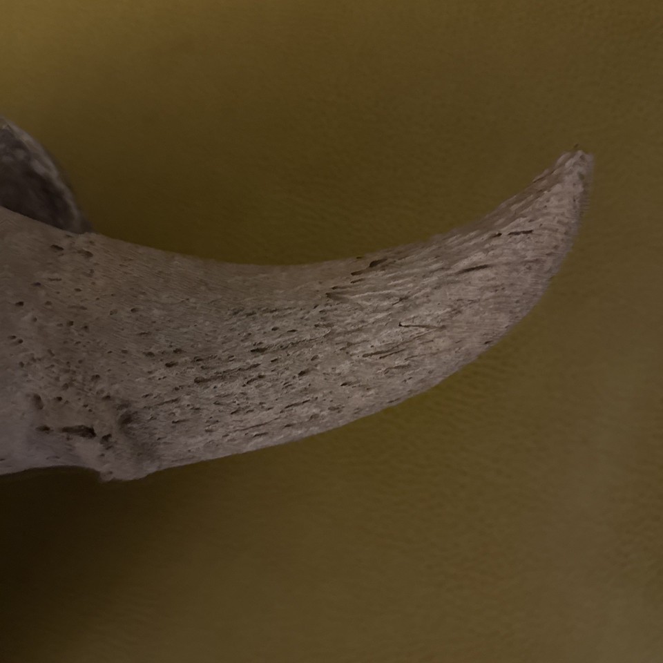 Huge Partially Fossilized Bison Skull | eBay