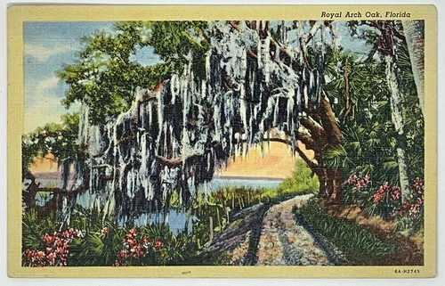 Vintage 1945 Royal Arch Oak Tree Scenic Lake Side Road Florida FL ...