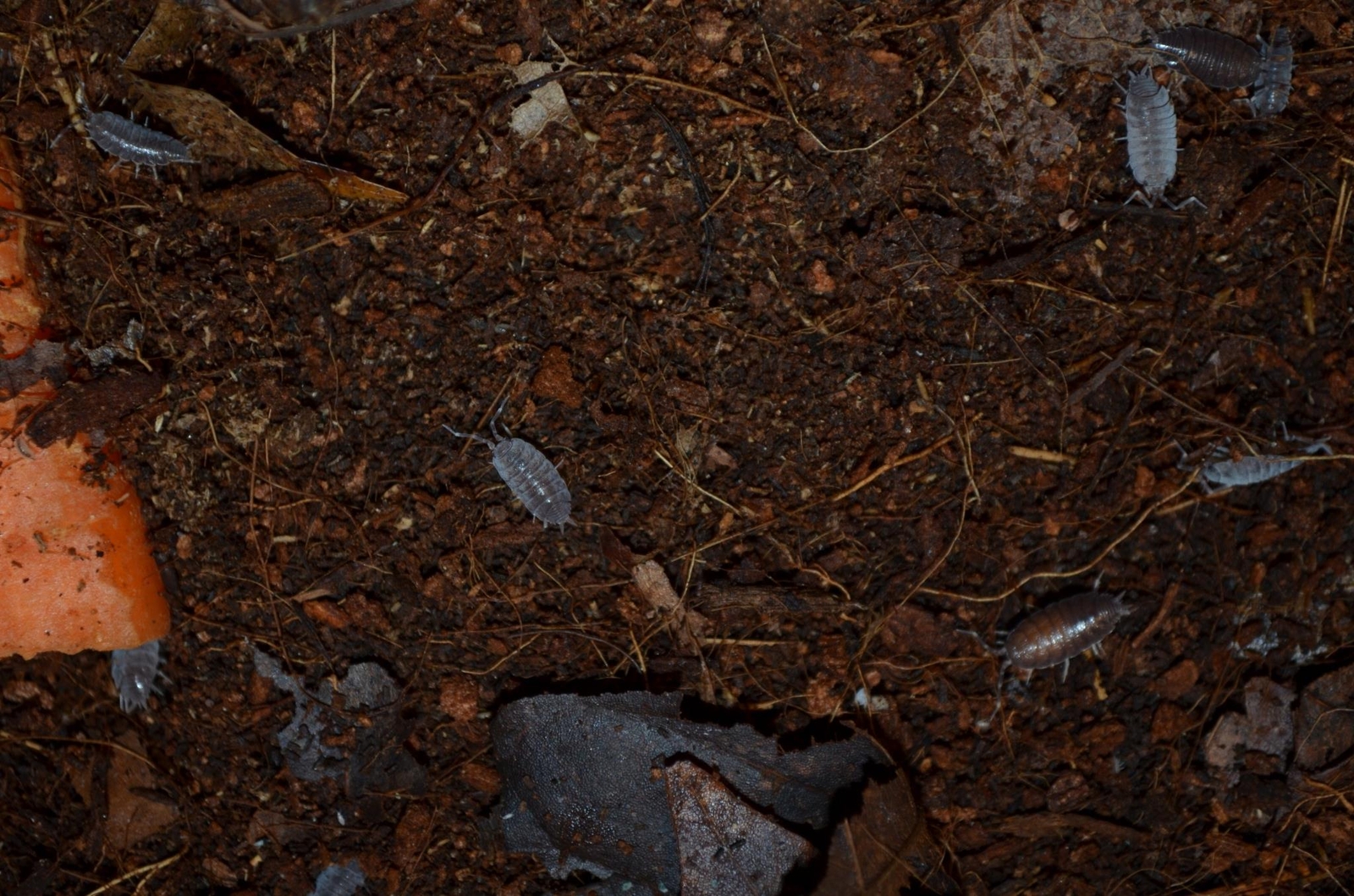 100 Powder blue isopods (Porcellionides pruinosus "powder blue") | eBay