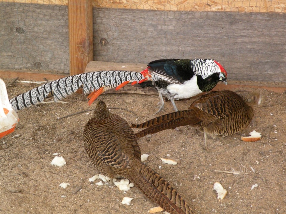 5+ FERTILE RED GOLDEN AND LADY AMHERST PHEASANT HATCHING EGGS. | eBay