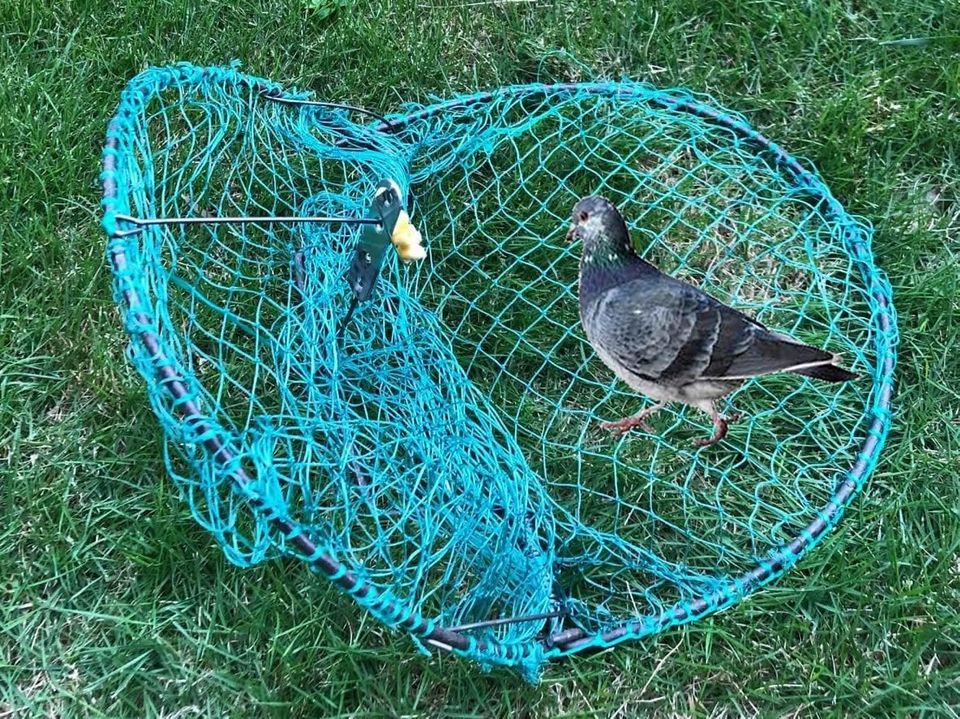 12“ Bird, Pigeon, Quail Humane Live Trap Hunting Bird Trap, with Trap ...