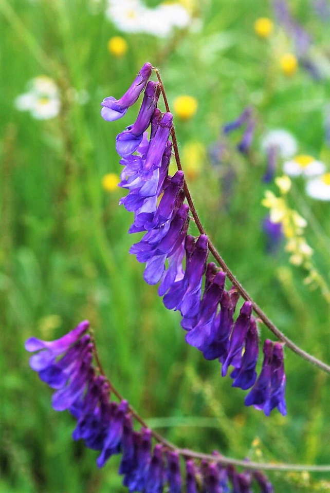 100 HAIRY CROWN VETCH (Russian Vetch) Vicia Villosa Flower Vine Seeds ...