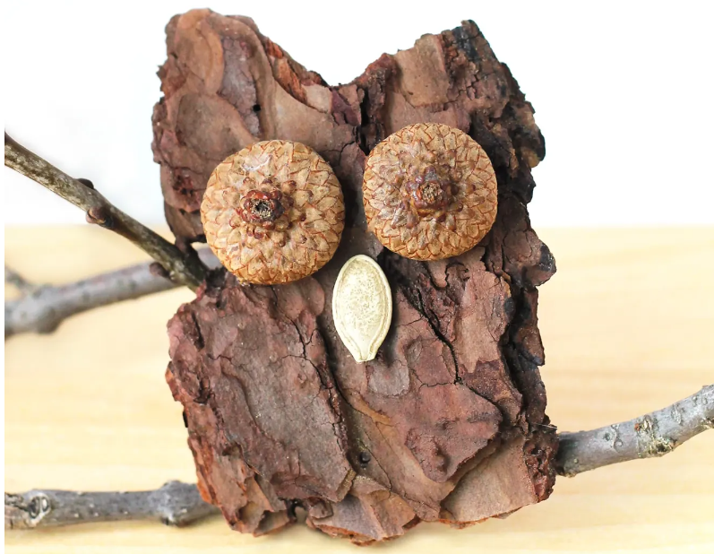 3oz Pine Tree Bark Pieces ~Decorate Terrariums ~Seasonal Arts & Crafts ...