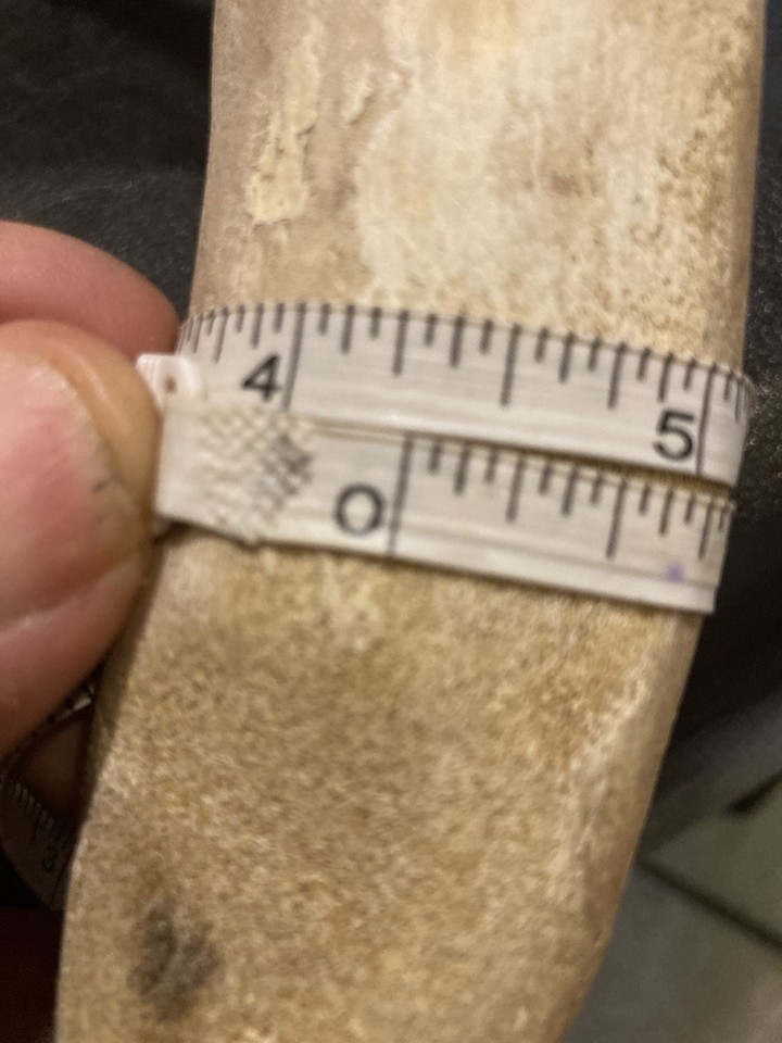 Large Whitetail Deer RACK Antlers Taxidermy Mount 20” Inside Spread ...