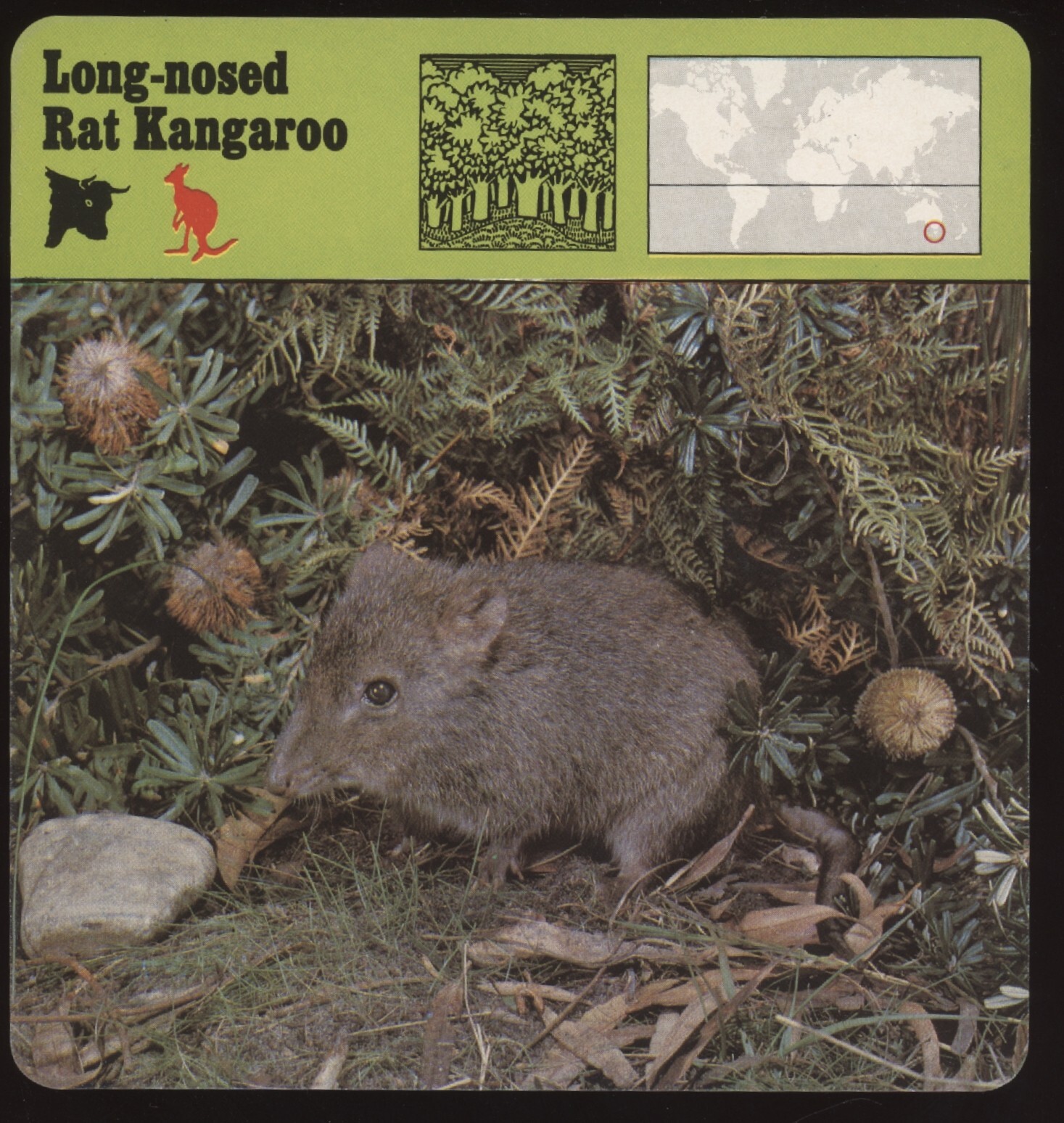 Long Nosed Rat Kangaroo Safari Cards Rencontre Mammals | eBay