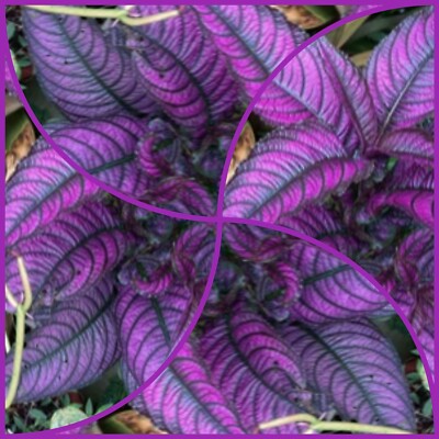 Purple Shield Seeds Mixed Leaf Garden Pot Plant Seed Easy Grow FREE AUS ...