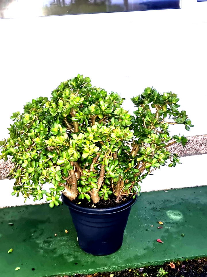 Jade Money Tree Jade Plant Good Luck Plantade Crassula Ovata money tree ...