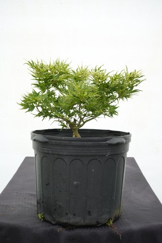 Acer palmatum 'Snow Kitten' Rare Variegated Dwarf Japanese Maple 7 ...