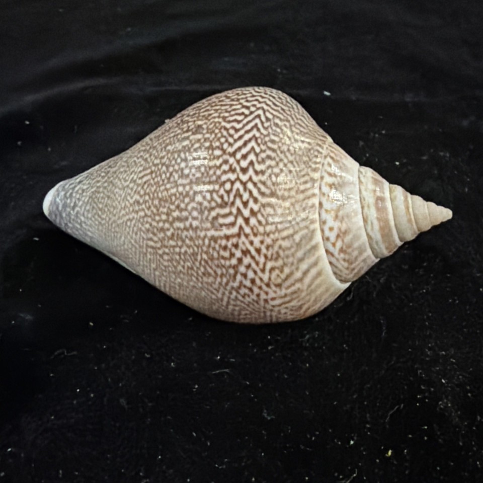 STROMBUS (LAEVISTROMBUS) CANARIUM 62.8mm W/operculum No Data (E728) | eBay