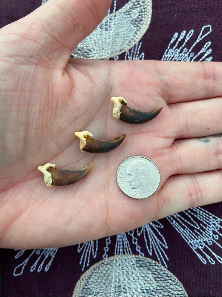 Three Coyote Claws, Ethically Sourced, Natural, Crafting, Bone Throwing ...