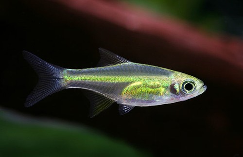 3x, 6x, 9x Neon Yellow Rasbora Mesmerizing Vibrant FAST SHIP | eBay