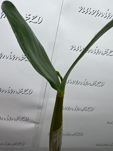 Dendrobium Micro Chip ‘Mini Flares’ x Self In Spike and Flower | eBay